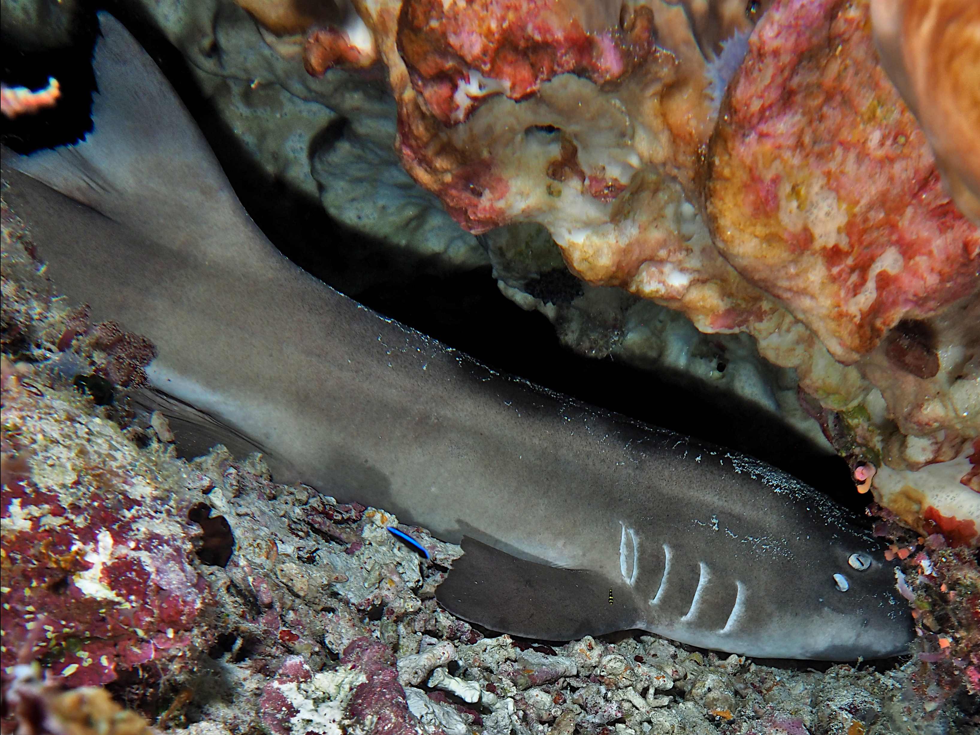 Brown-banded Bamboo Shark - Chiloscyllium punctatum - Bamboo Sharks ...